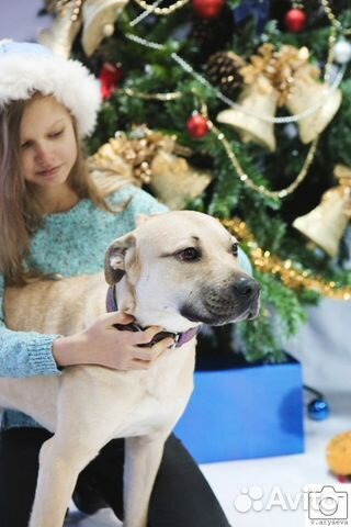Добряк Ушаков в дар
