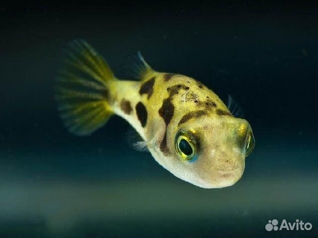 Тетрадон карликовый