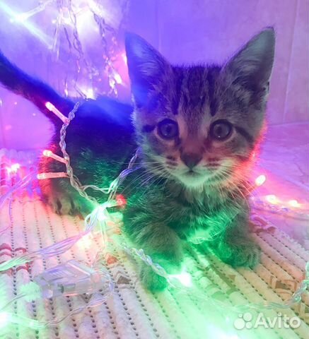 Новогодний котенок ищет дом