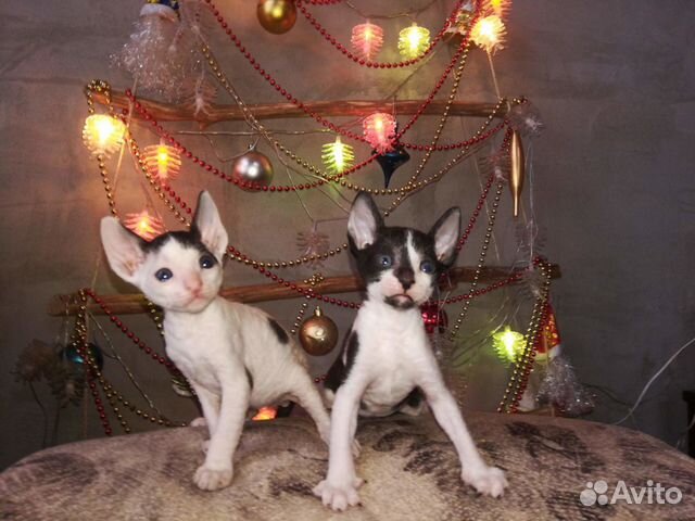 Корниш рексики