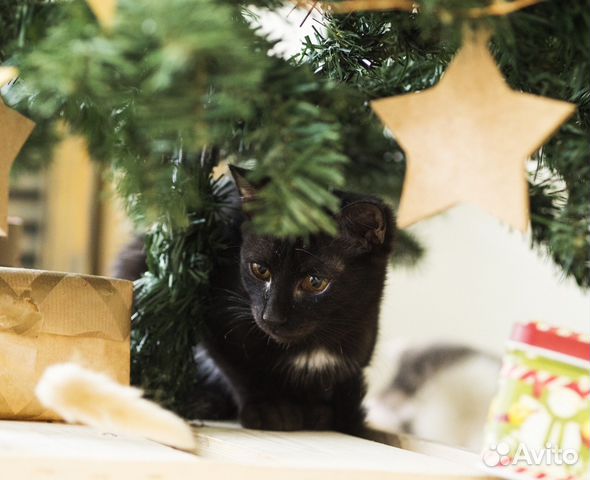 Котик Финик