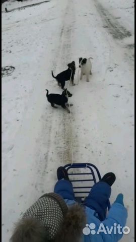 Щенки