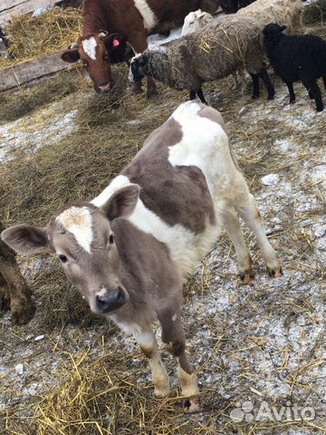 Продаётся тёлочка