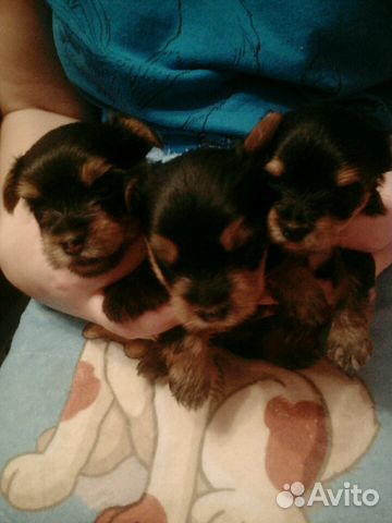 Йоркширский терьер