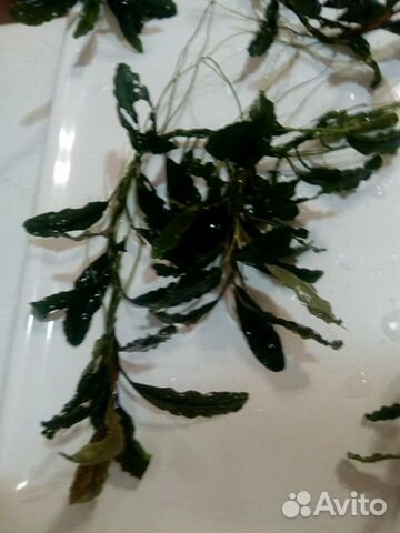 Буцефаландры