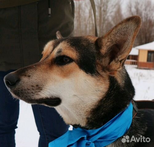 Молодая стерилизованная собака Альма, 1 год