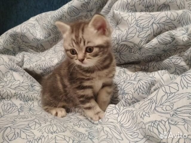 Шотландский мраморный котенок