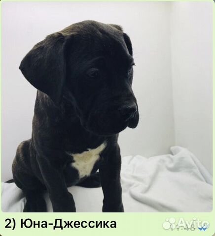 Продаются щенки Канарского дога