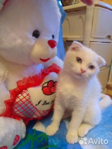 Продам Британского котенка. Девочка