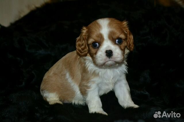 Спаниельчики Кавалерчики