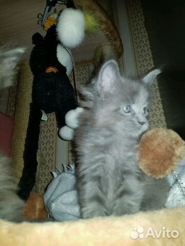 Котята мейн-кун голубых окрасов