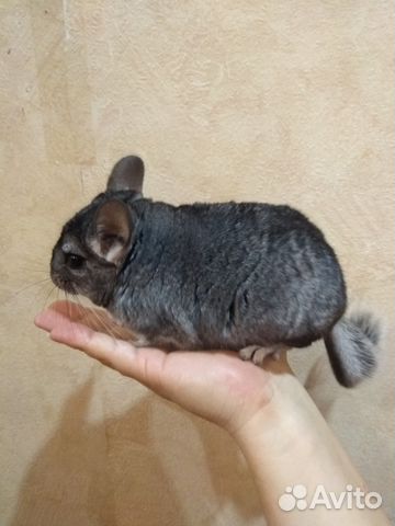 Продам шиншиленка