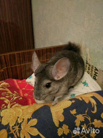 Шиншилла
