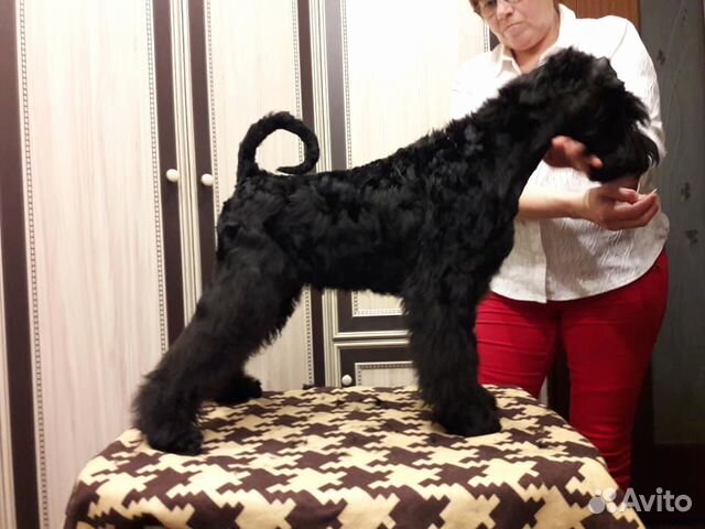 Щенки Керри блю терьера