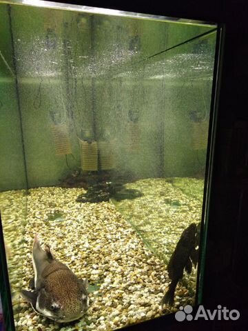 Продам аквариум