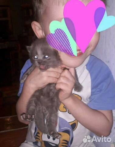 Котятки