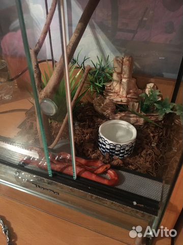 Маисовый полоз + все для содержания