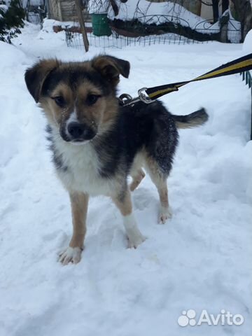 Щенки забавнички,радость в ваш дом