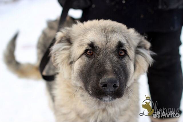 Потрясающий и энергичный Френки