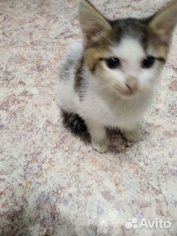Отдам в добрые руки