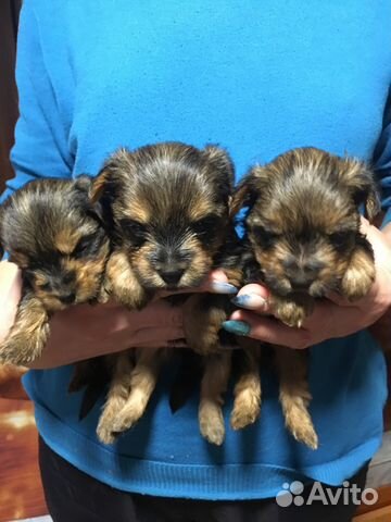 Йоркширский терьер