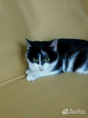 Пеструшка ждет Вас