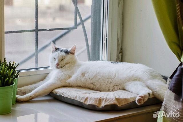 Котик Арли