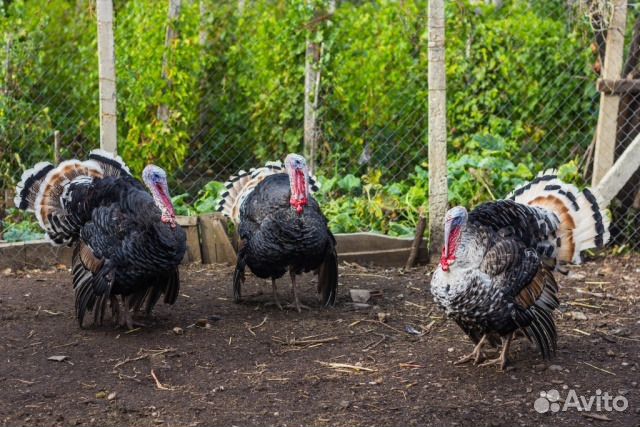 Инкубационное яйцо французской индейки