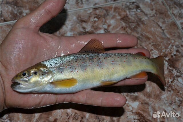 Рыбопосадочный материал