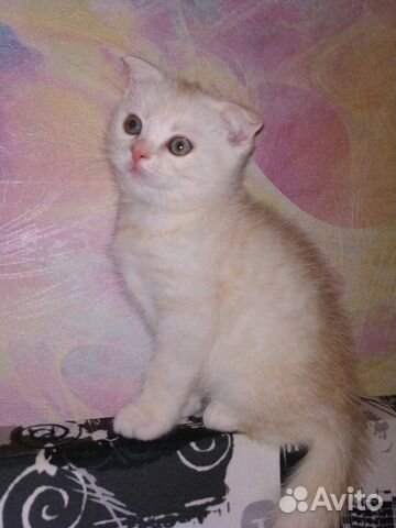 Шотландская