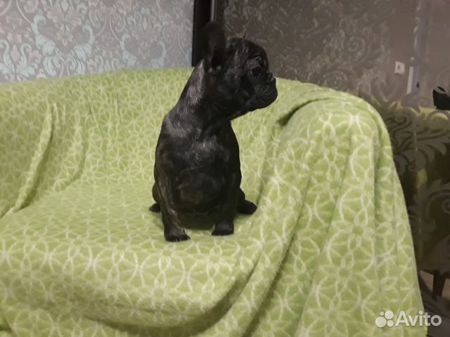 Французкий бульдожка Девочка