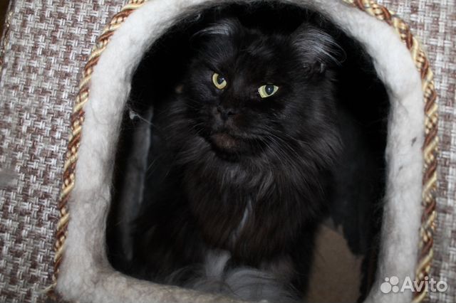 Шикарная кошечка черный дым для ценителей породы