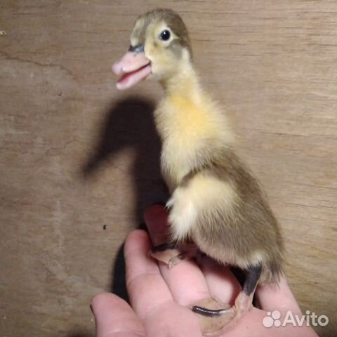 Инкубационное яйцо Индийский бегунок