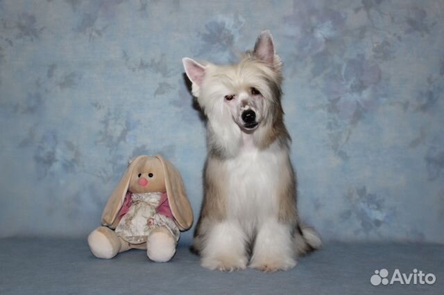 Очаровательная пуховая девочка