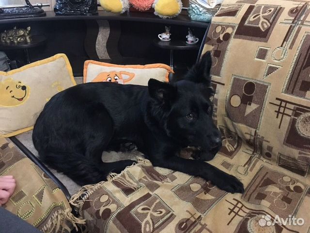 Щенок Моня в добрые руки