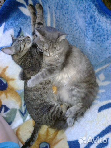 Кошечки Мифа и Нафаня