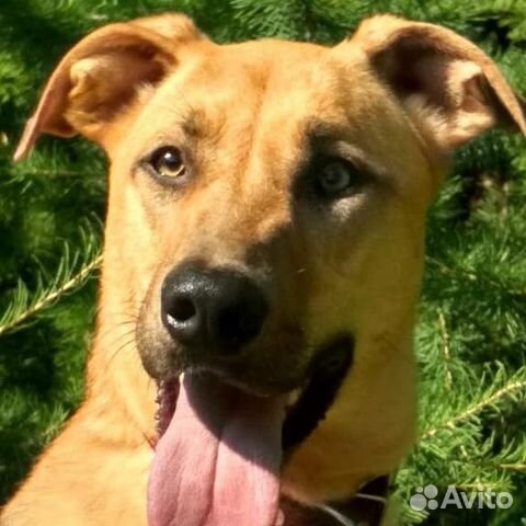 Рикки ищет дом