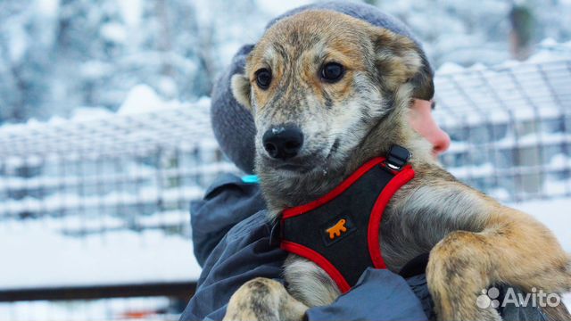 Щенок редкого тигрового окраса