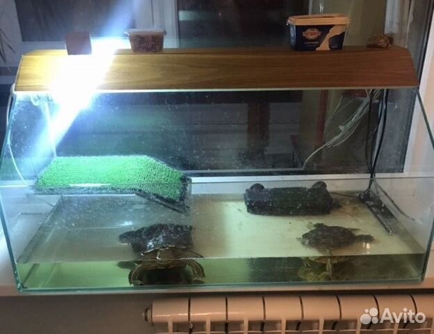 Отдаю черепах с аквариумом в наборе