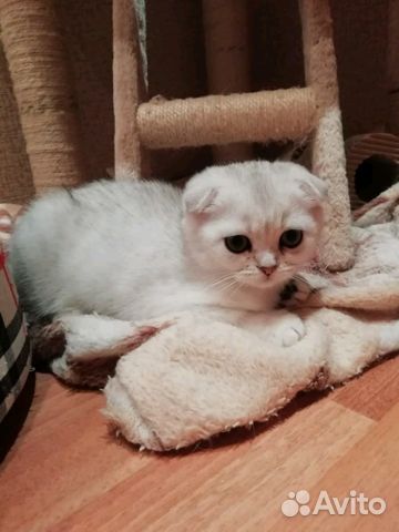 Котенок скоттиш фолд