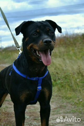 Ротвейлер сука