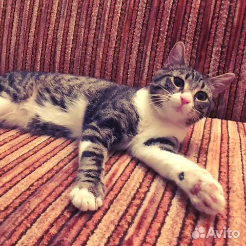 Милый котенок Джони