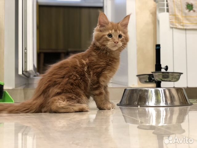 Котята Мейнкун