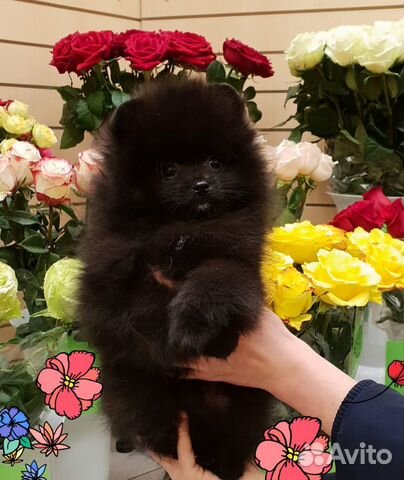 Щенки шпица 3 мес