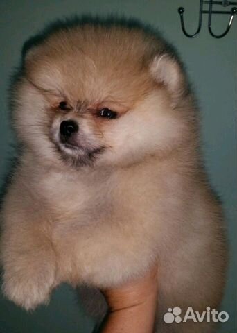 Шпиц медвежонок