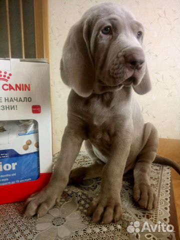 Щенки Веймаранера