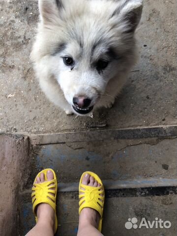 Сибирский хаски. Отдаю за символическую плату