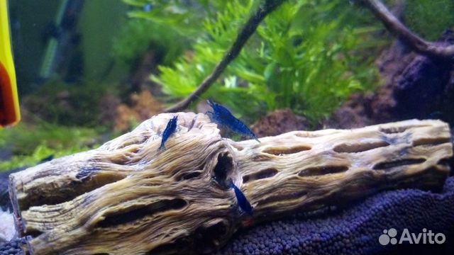 Продам креветок "Blue dream"