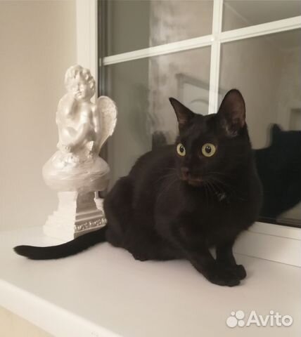 Черная кошечка Лиса, 1 год