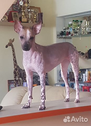 Щенки голой мексиканской собаки